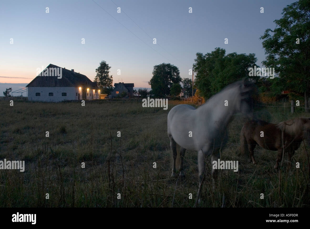 Horse at night Stock Photo - Alamy