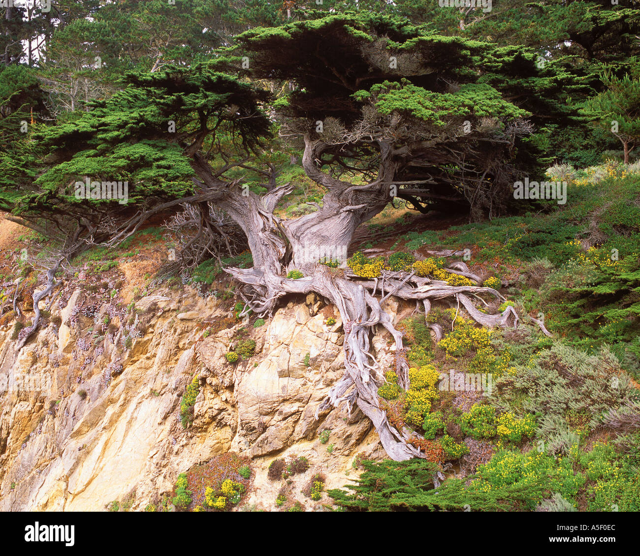 Old Veteran cypress Point Lobos State Reserve California USA Stock ...