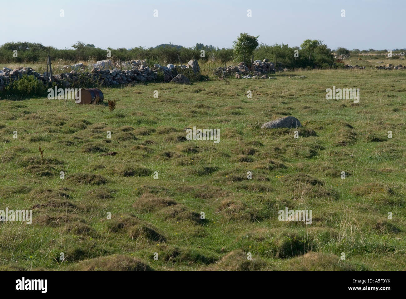 Tufty grass hi-res stock photography and images - Alamy