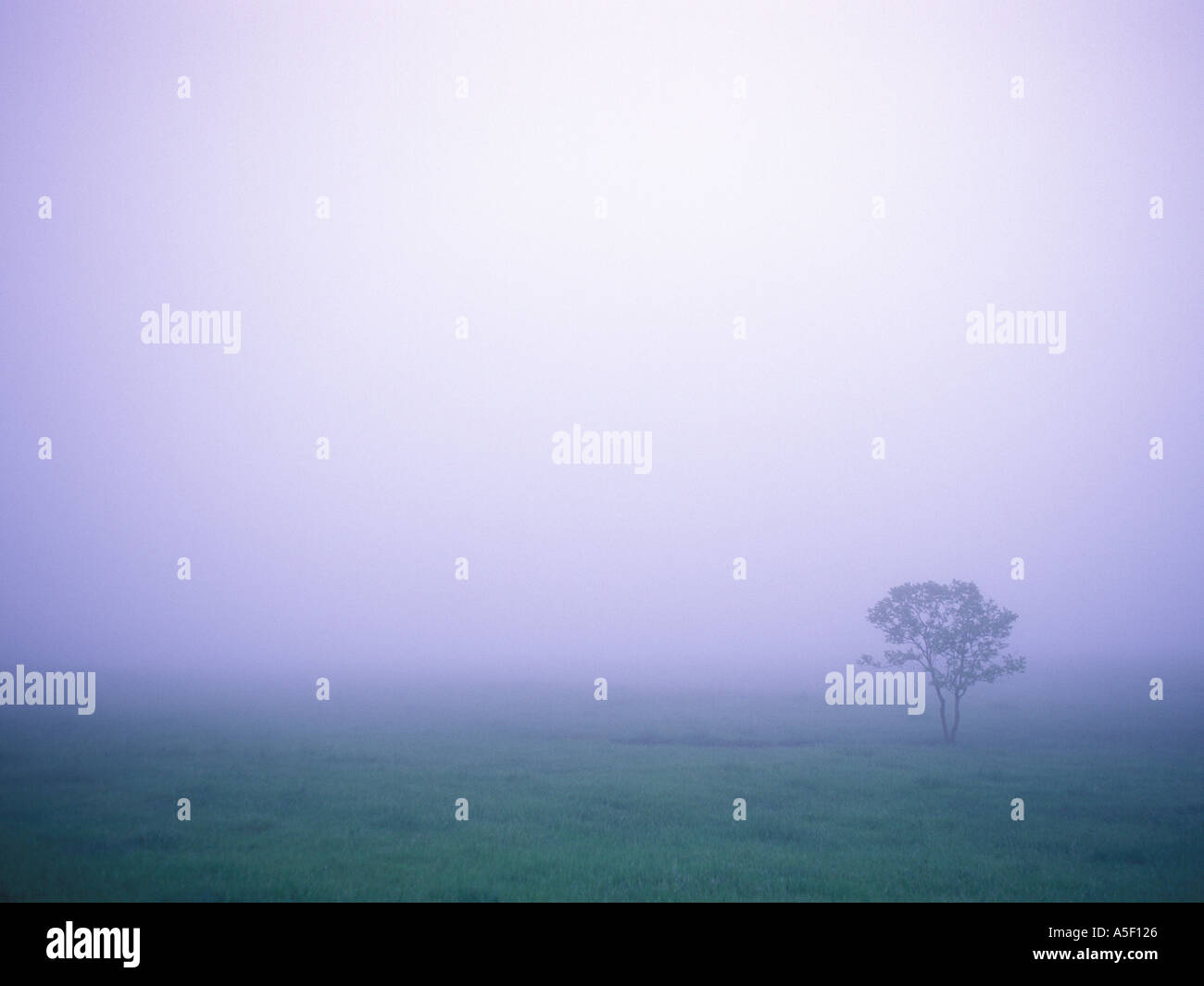 Misty pasture and lone tree at dawn Stock Photo - Alamy
