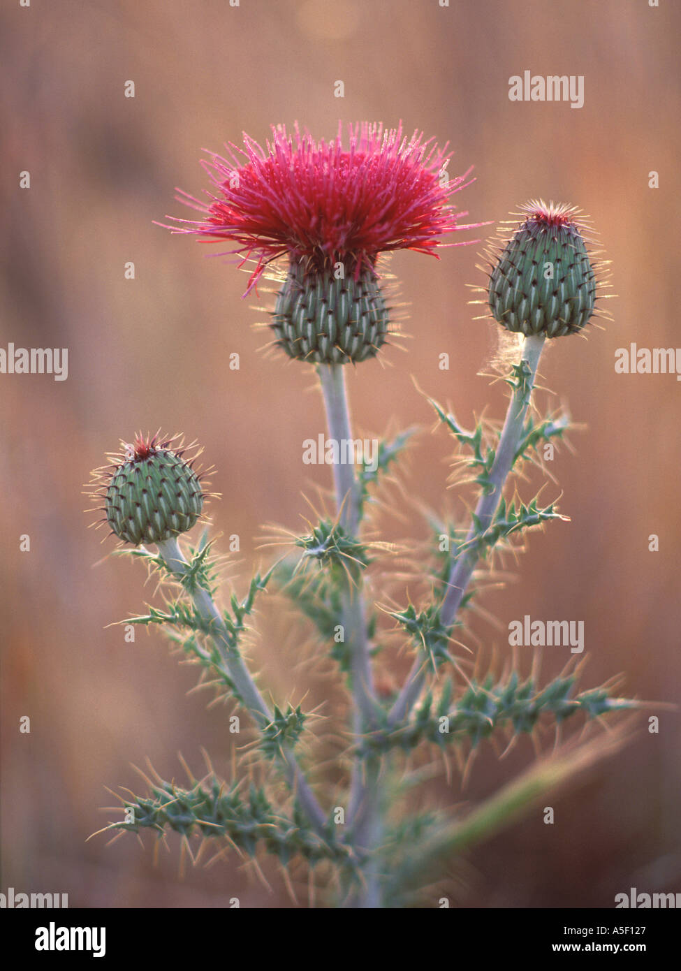 Thistle Meddle The Thistle Wha Daur! (Old Poem, New Thistle) – Karen