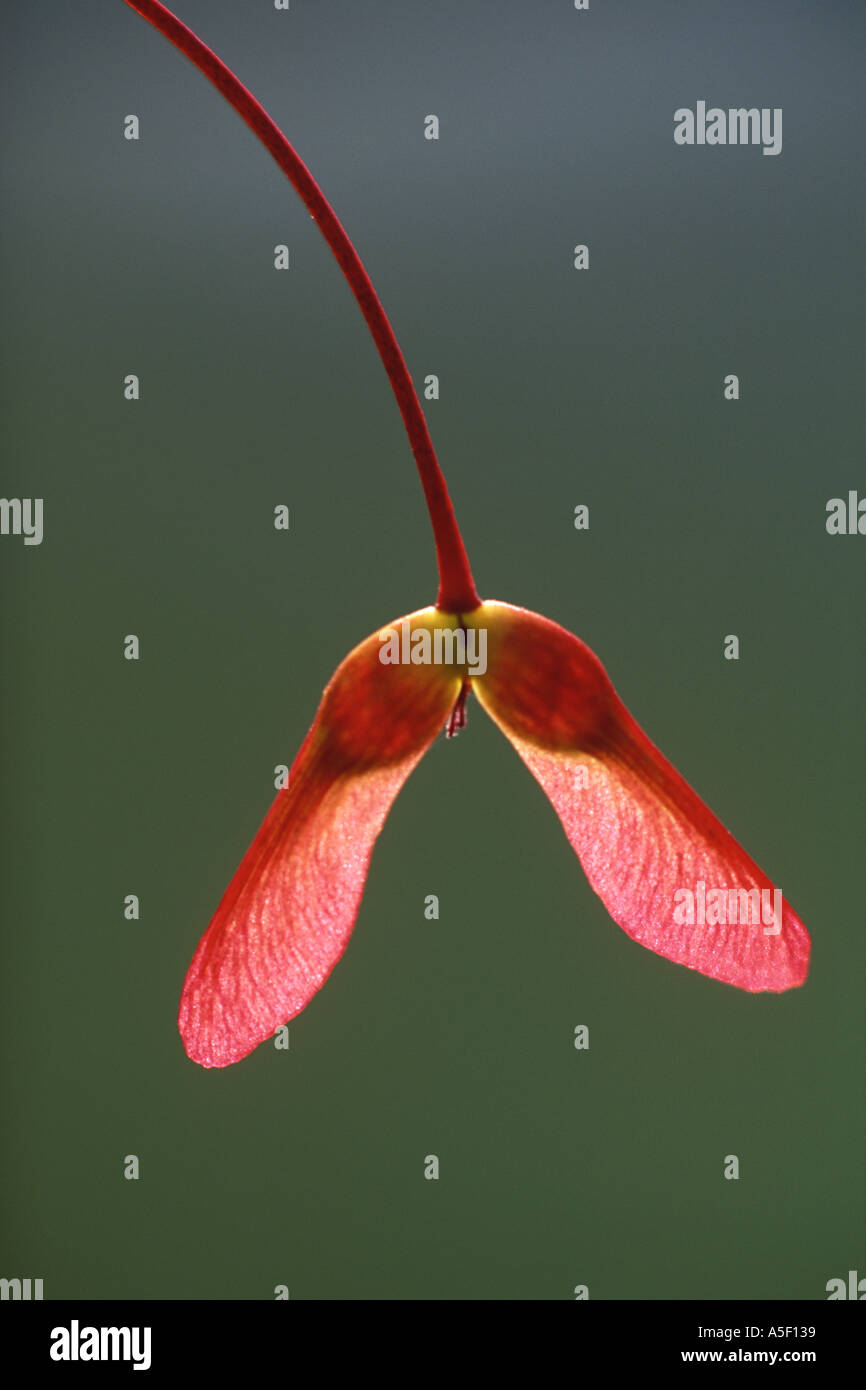 Seed of wonder hi-res stock photography and images - Alamy