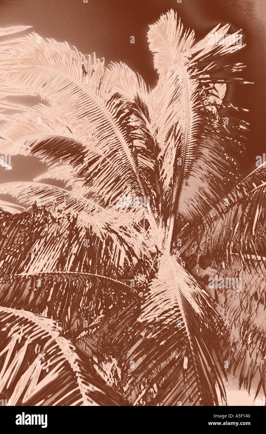 Palm tree fronds Stock Photo - Alamy