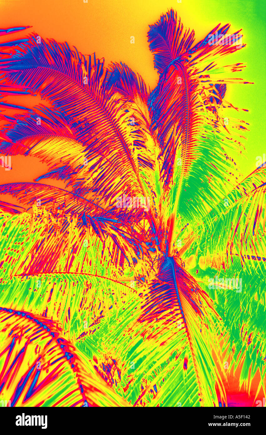 Palm tree fronds Stock Photo - Alamy Palm tree fronds Stock Photo - Alamy