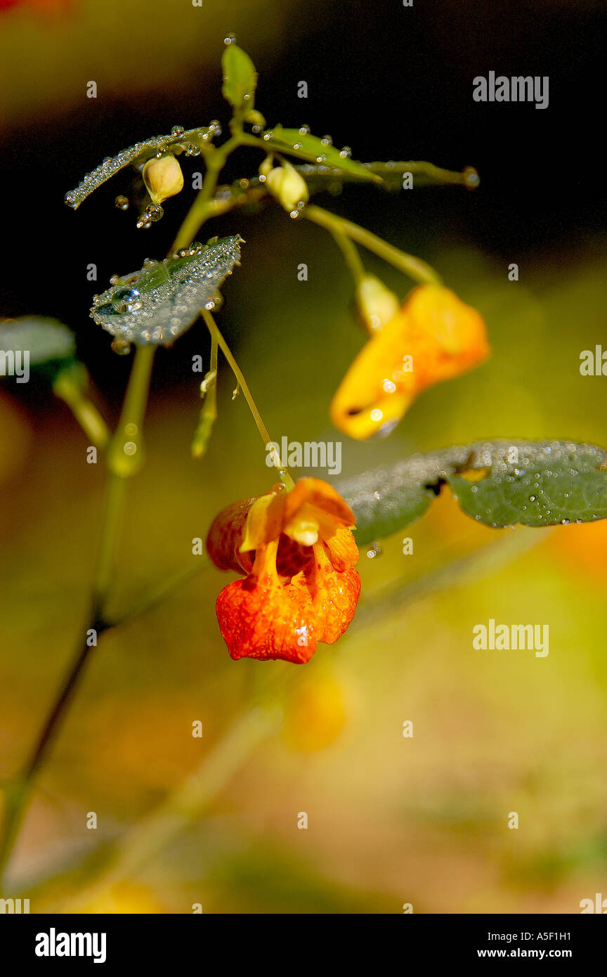 touch me not flowers Stock Photo - Alamy