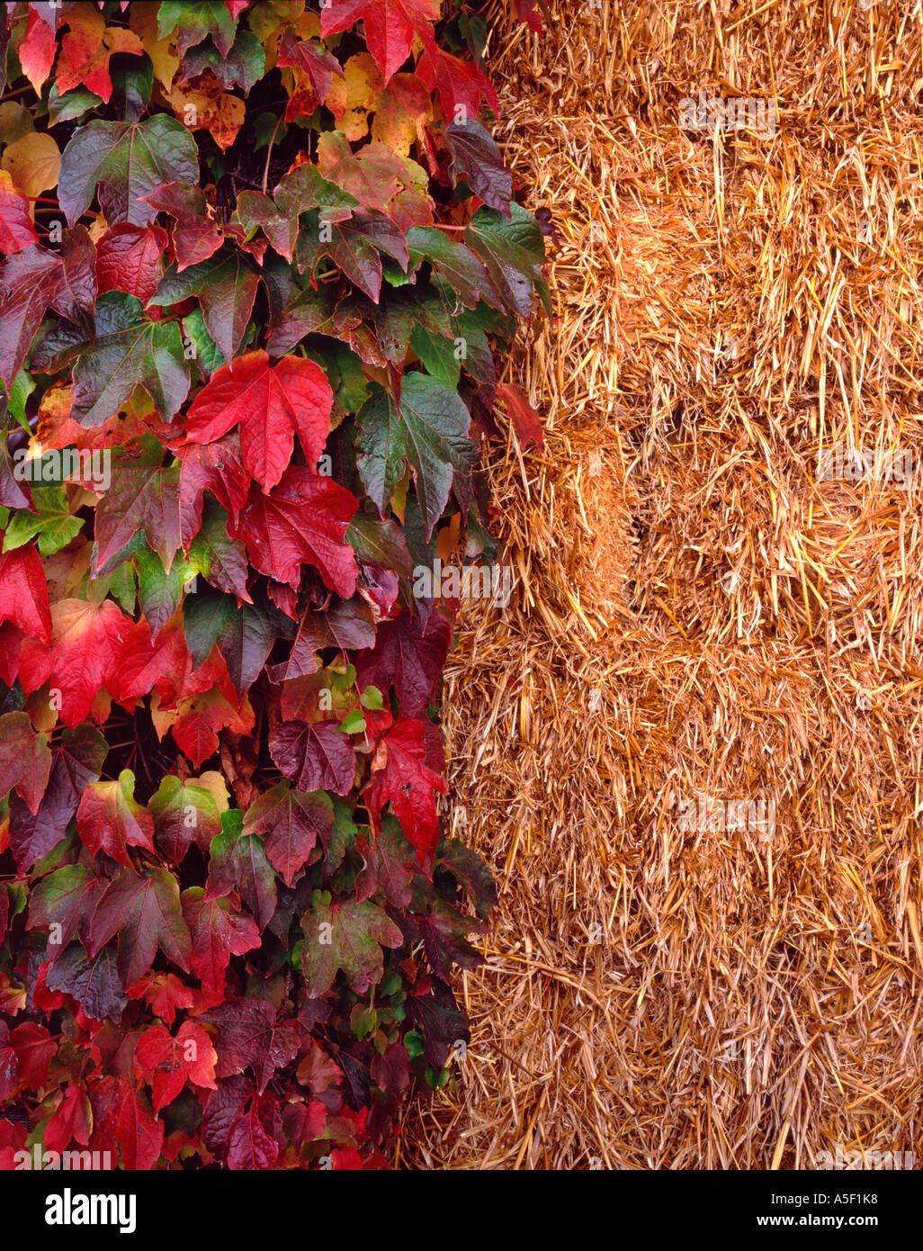 Autumn leaves and straw bale Stock Photo - Alamy