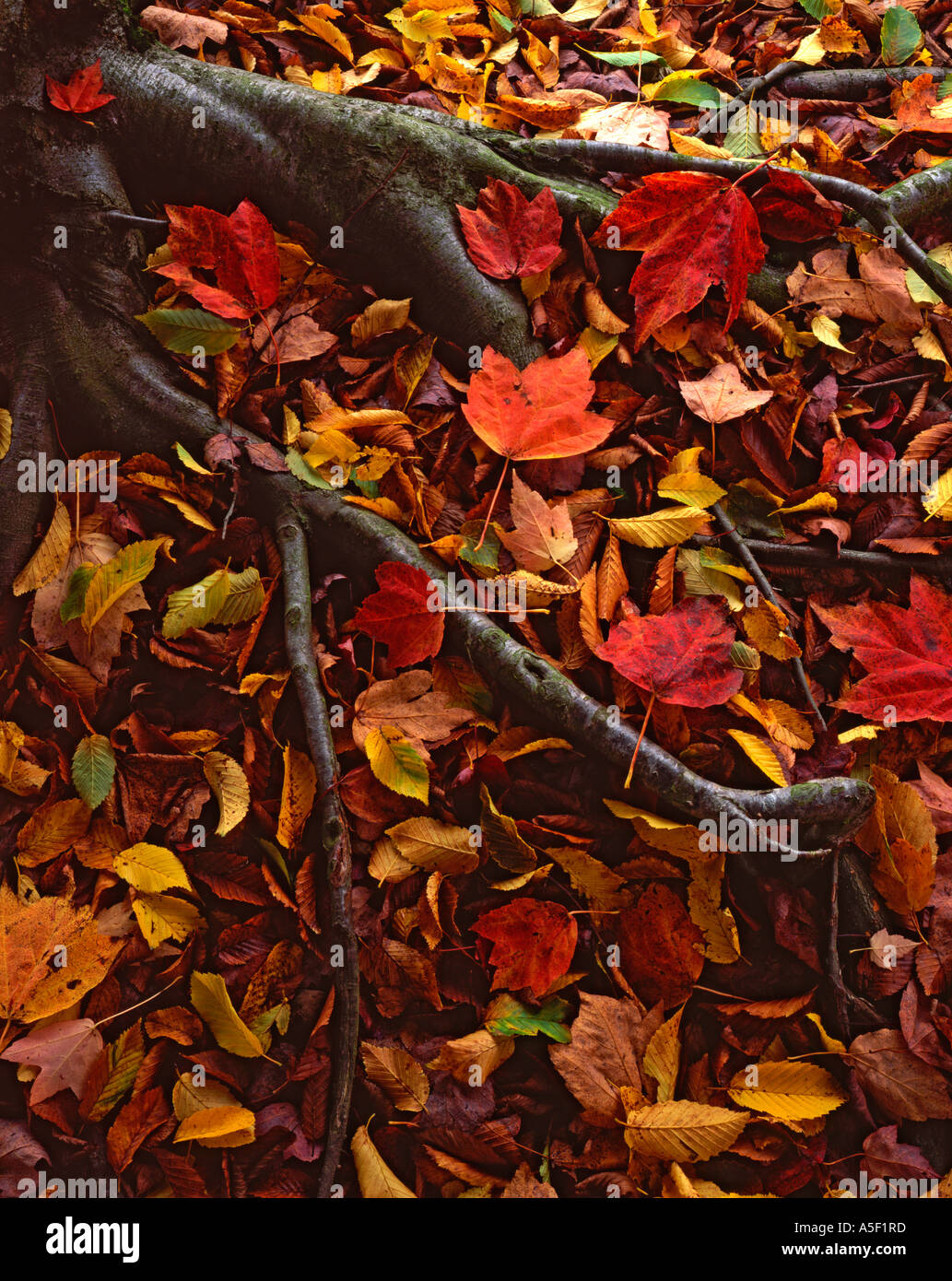 Autumn leaves and tree roots Stock Photo - Alamy