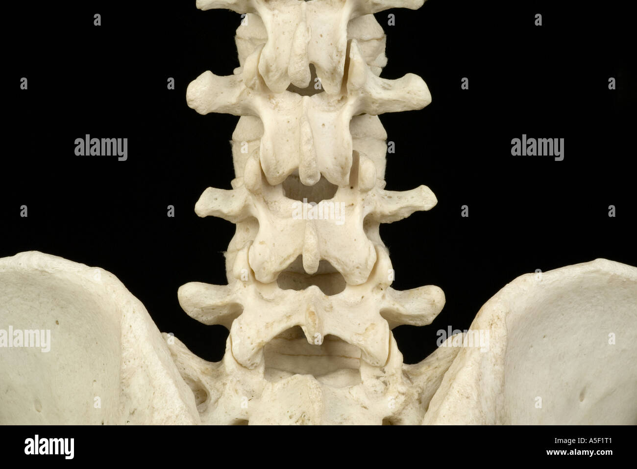 Normal neck bones hi-res stock photography and images - Alamy