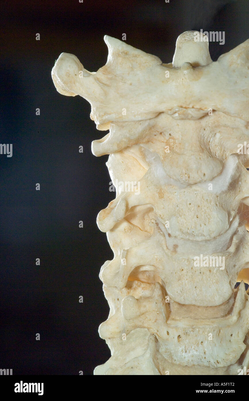 Human skeleton neck spine vertebra Stock Photo - Alamy