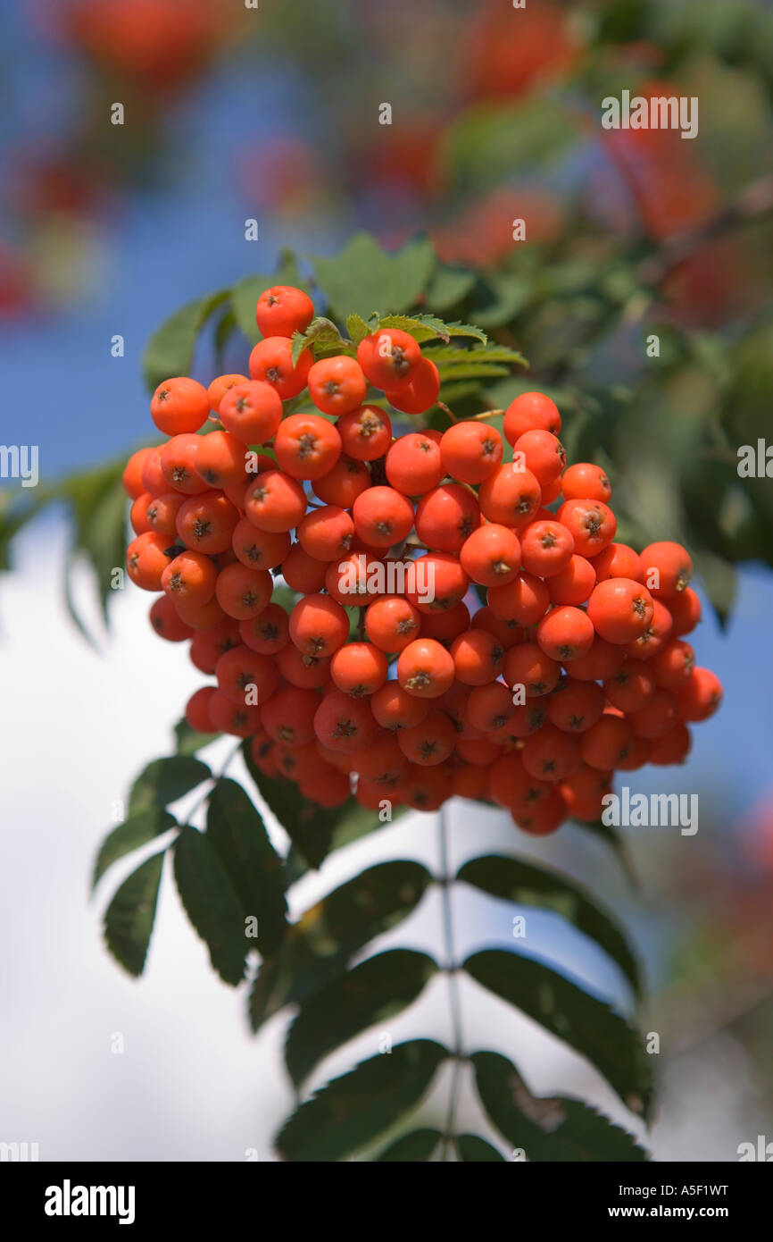 A bunch of rowanberries Stock Photo - Alamy