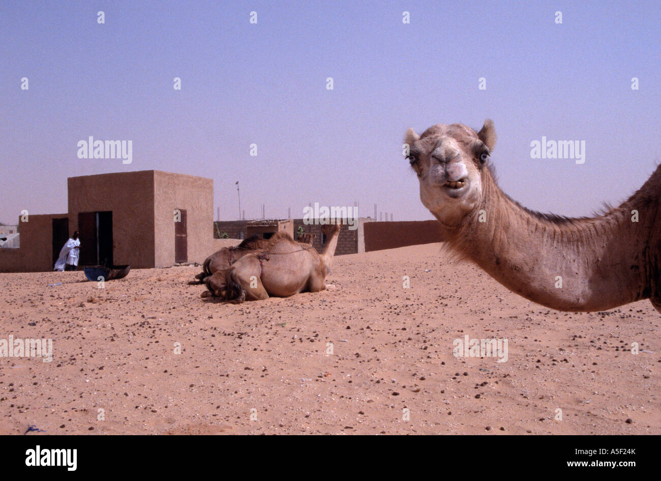 Humorous portrait of camel in Sahara desert, Mauritania, Africa Stock ...