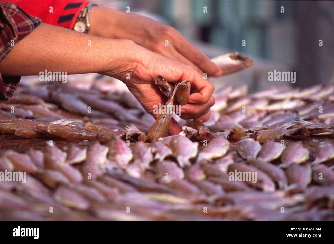 Hand picking some dried fish in a Hong Kong market Stock Photo - Alamy