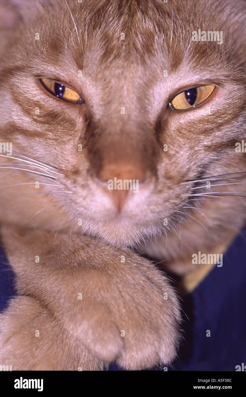 Close up of a cat with its hands crossed Stock Photo - Alamy