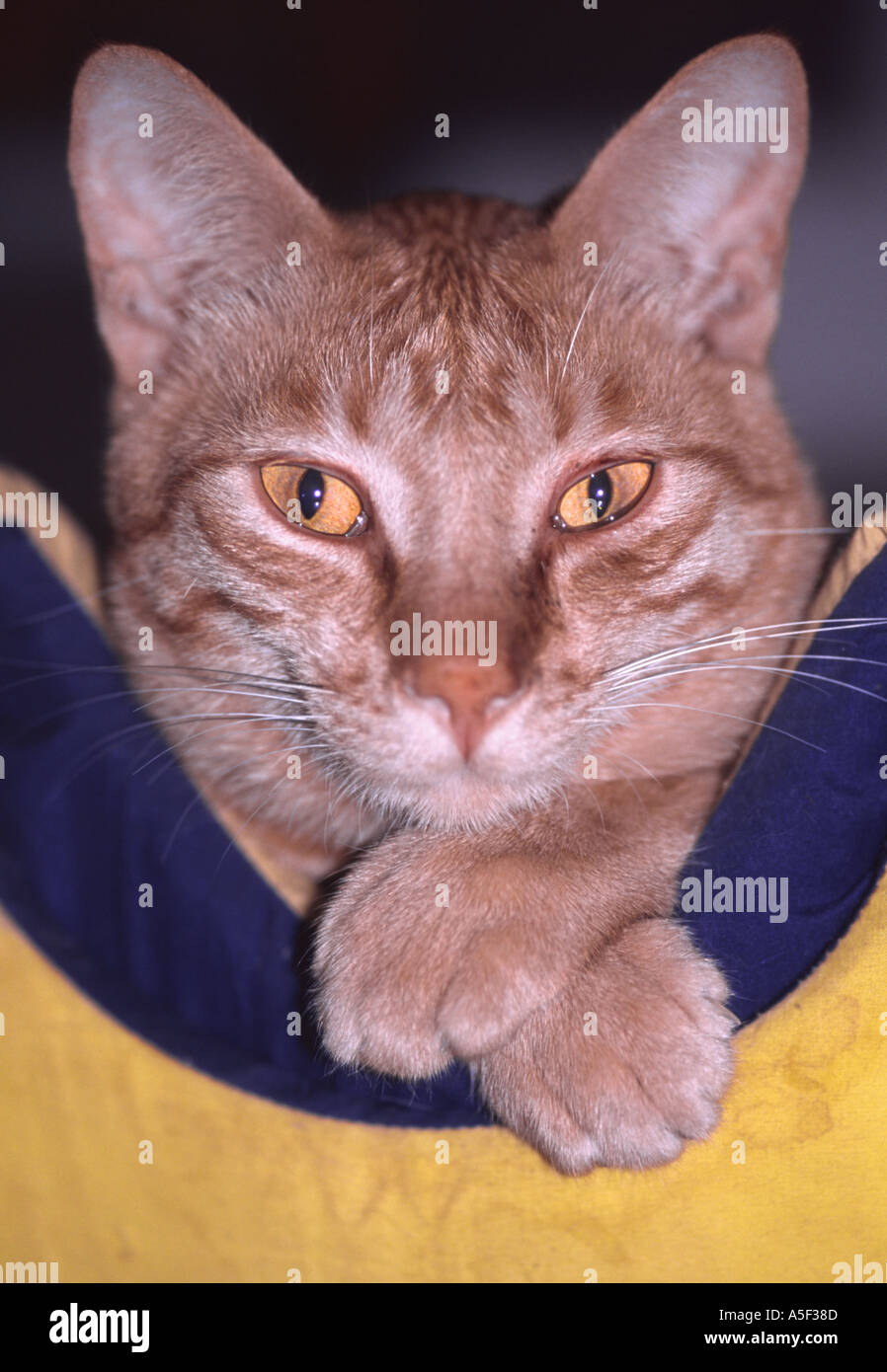 Portrait of a cat with its hands crossed Stock Photo - Alamy