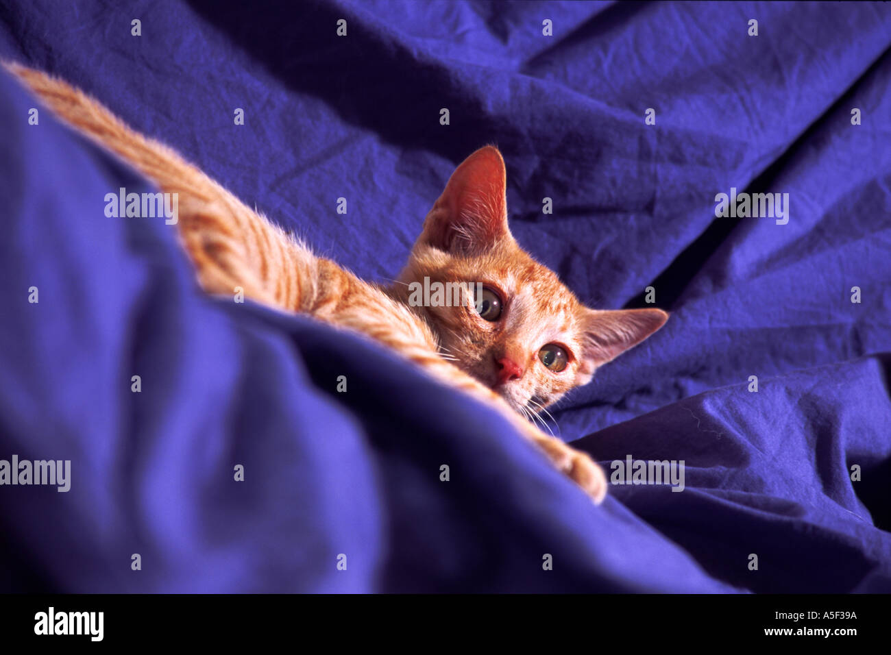 Cat poses for the camera Stock Photo - Alamy