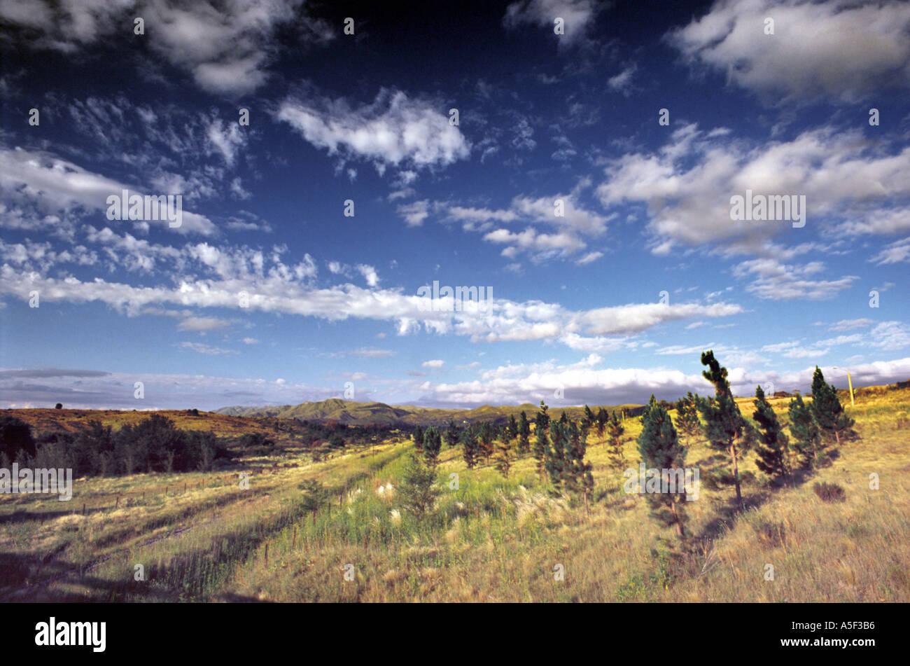 Pine field under the blue sky in the countryside of Córdoba Argentina ...