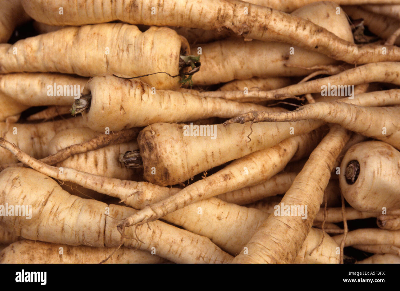 A close up of parsnips Stock Photo - Alamy