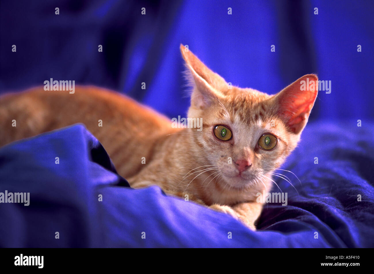 Cat poses for the camera Stock Photo - Alamy