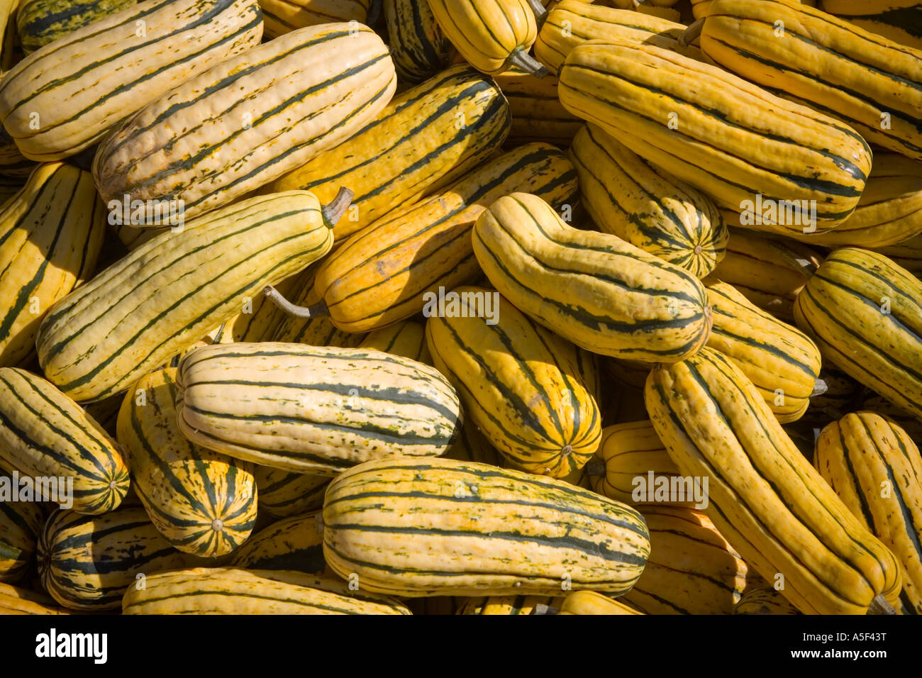 a heap of marrows Stock Photo - Alamy