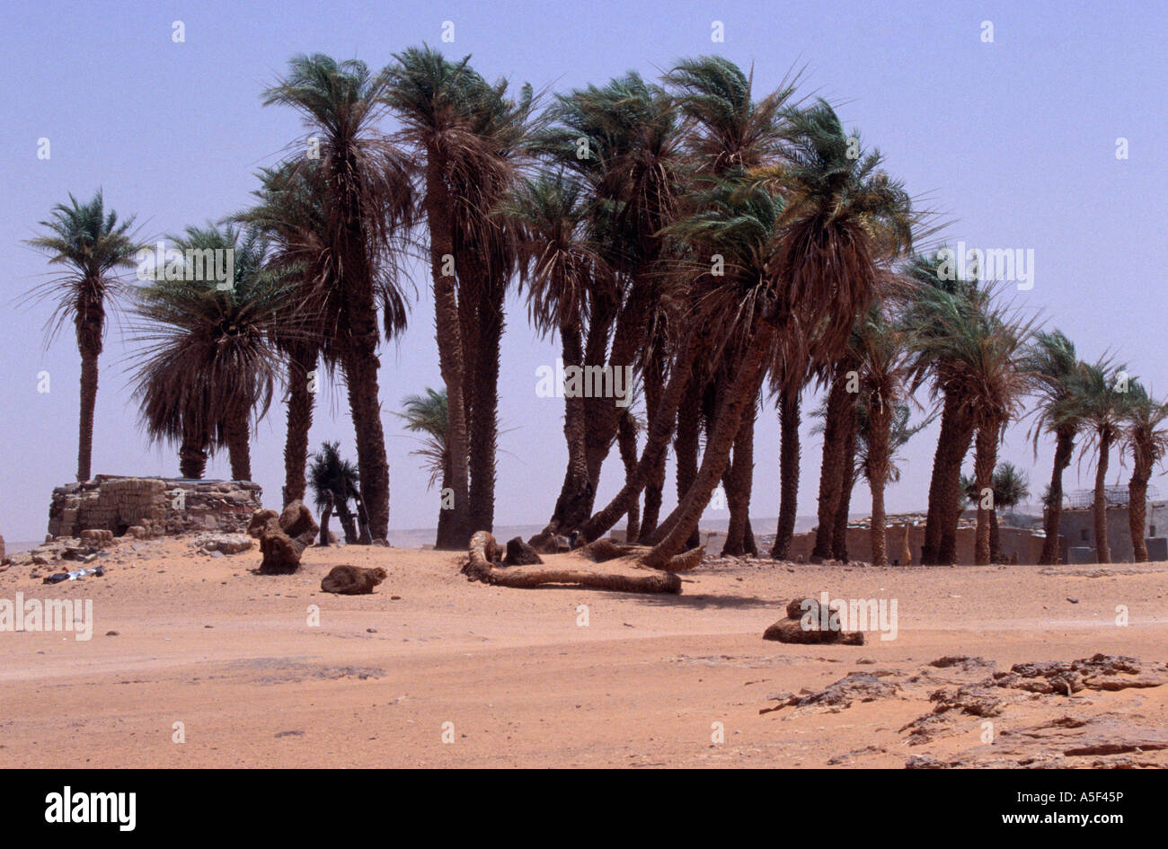 Palm trees in Sahara desert, Algeria Stock Photo - Alamy