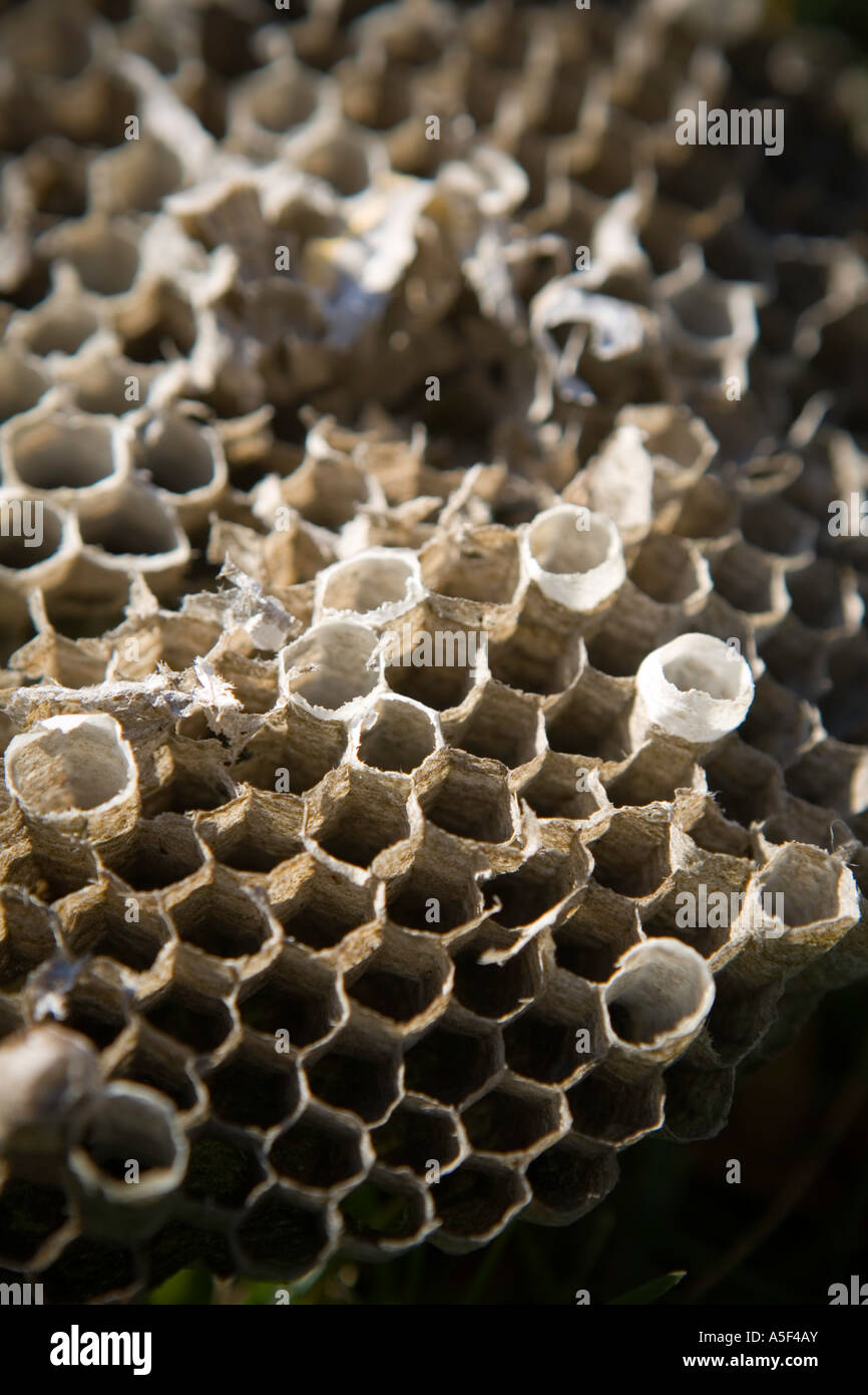 Cells of the nest hi-res stock photography and images - Alamy