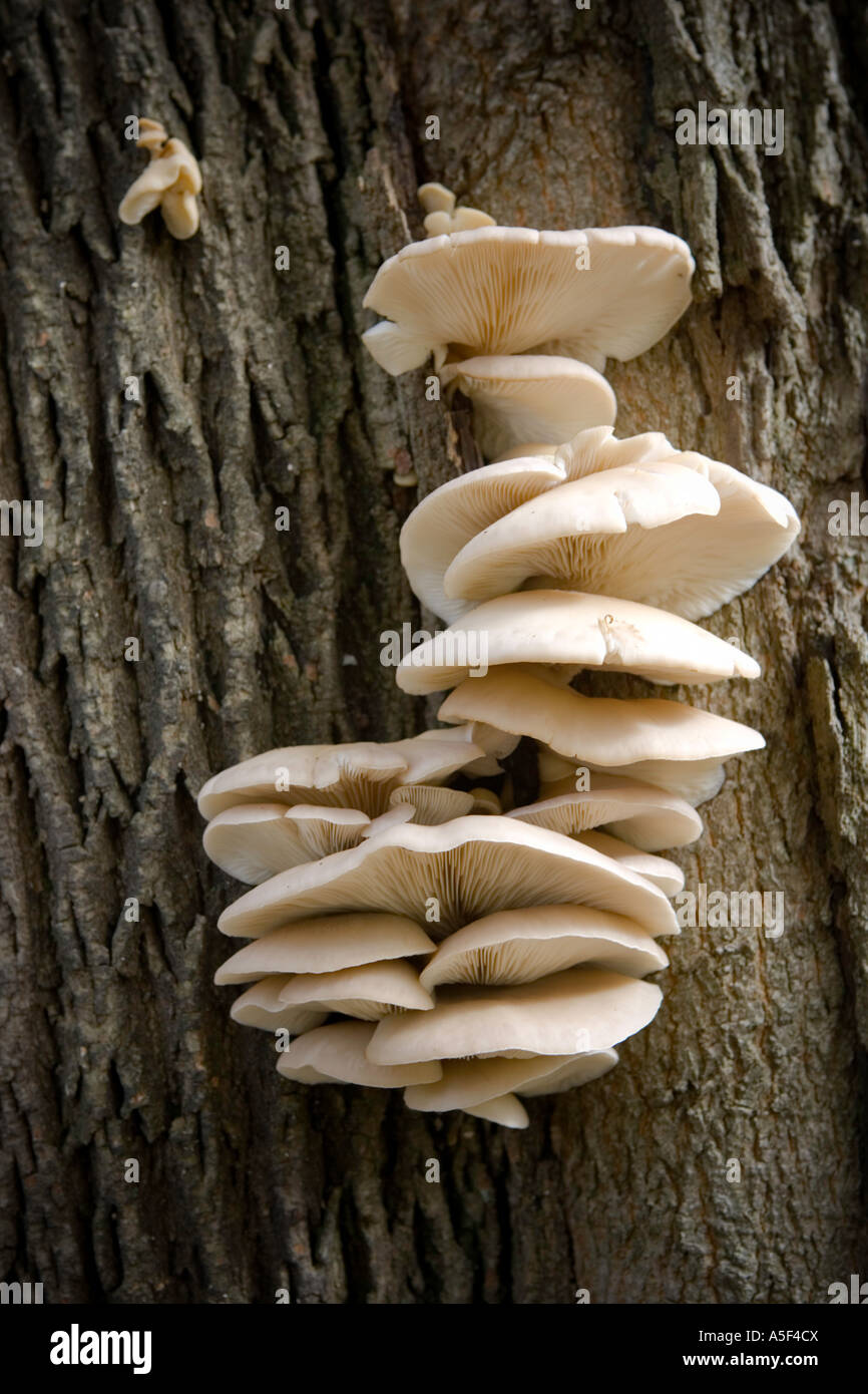 Tree with Fungus, Montreal Canada Stock Photo - Alamy