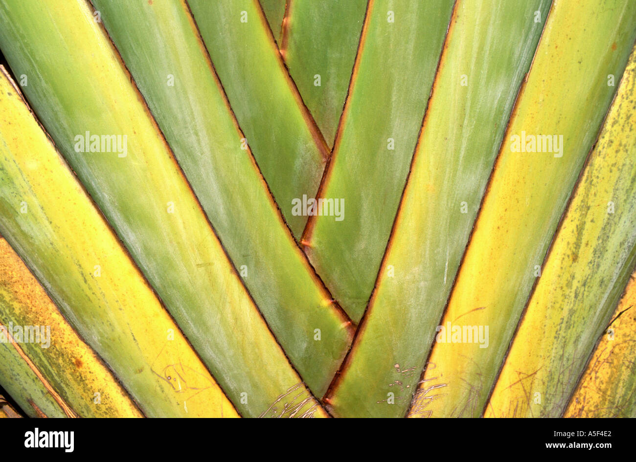 Cook Islands Fan palm tree Stock Photo - Alamy