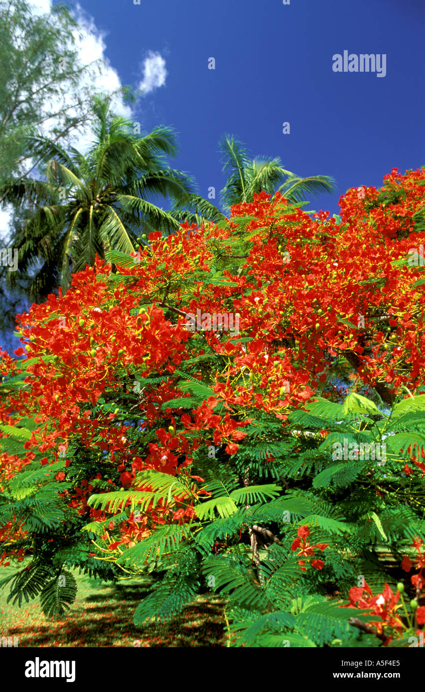 Cook Islands Flame tree in bloom Stock Photo - Alamy
