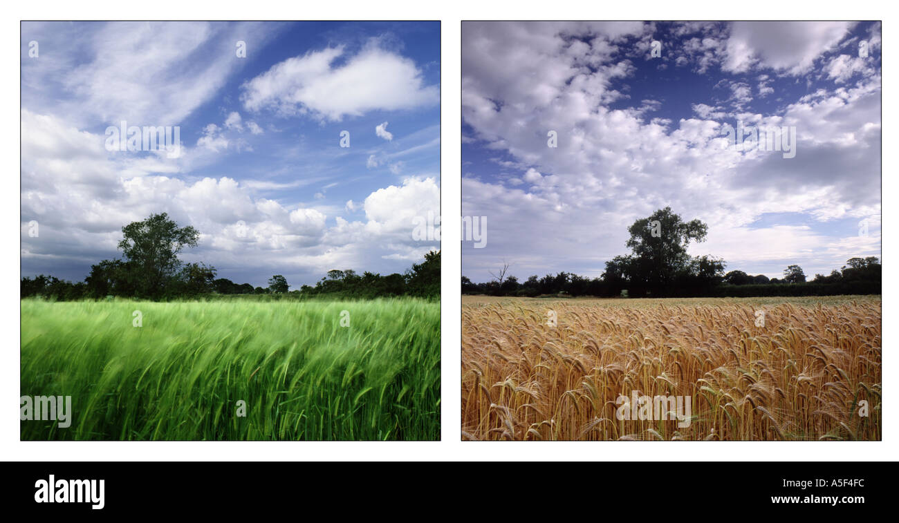 Seasons Barley Askham Bryan york Stock Photo - Alamy