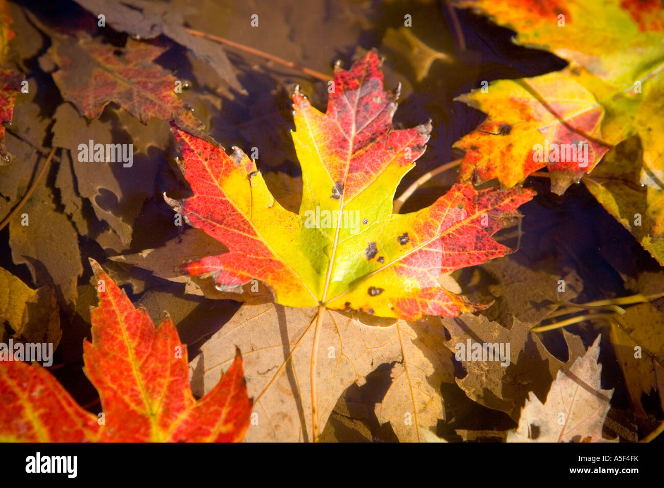 Variegated maple leaves hi-res stock photography and images - Alamy