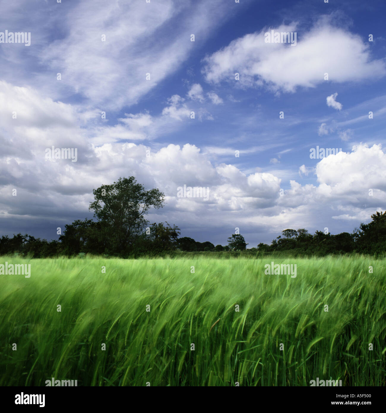 Bryan spring hi-res stock photography and images - Alamy