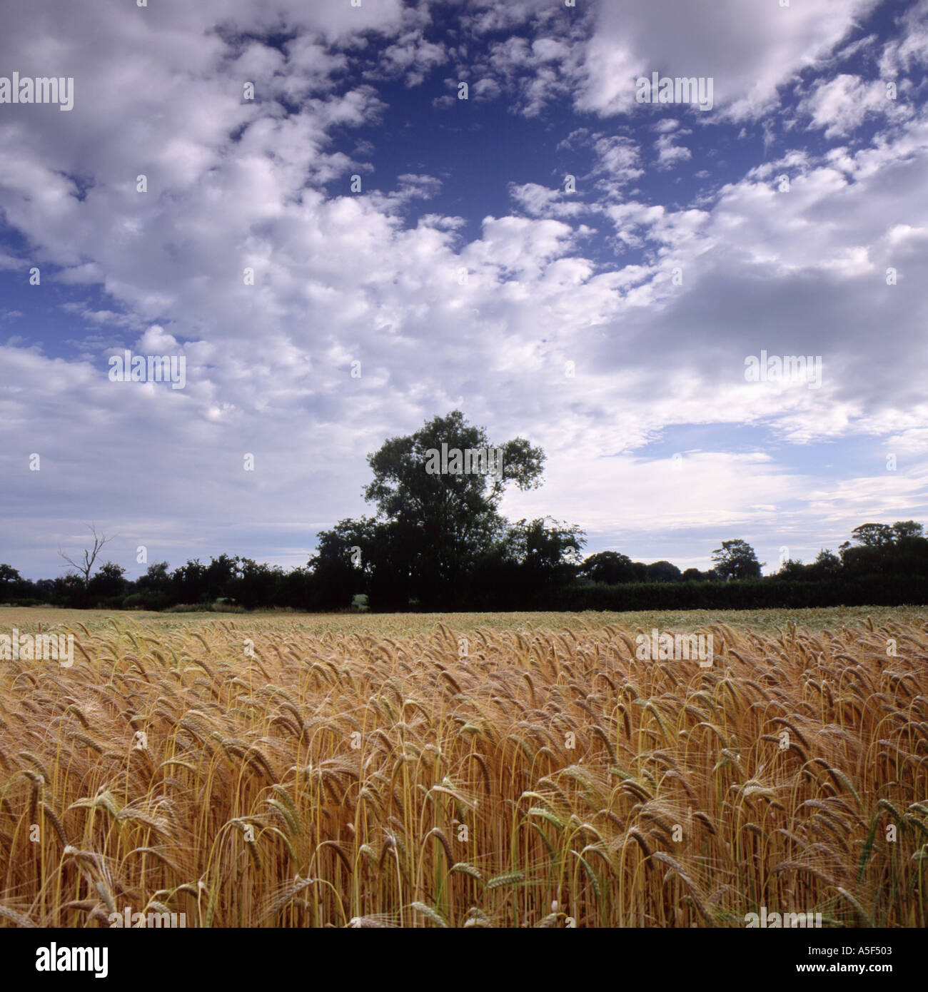 Summer Barley Askham Bryan York Stock Photo - Alamy