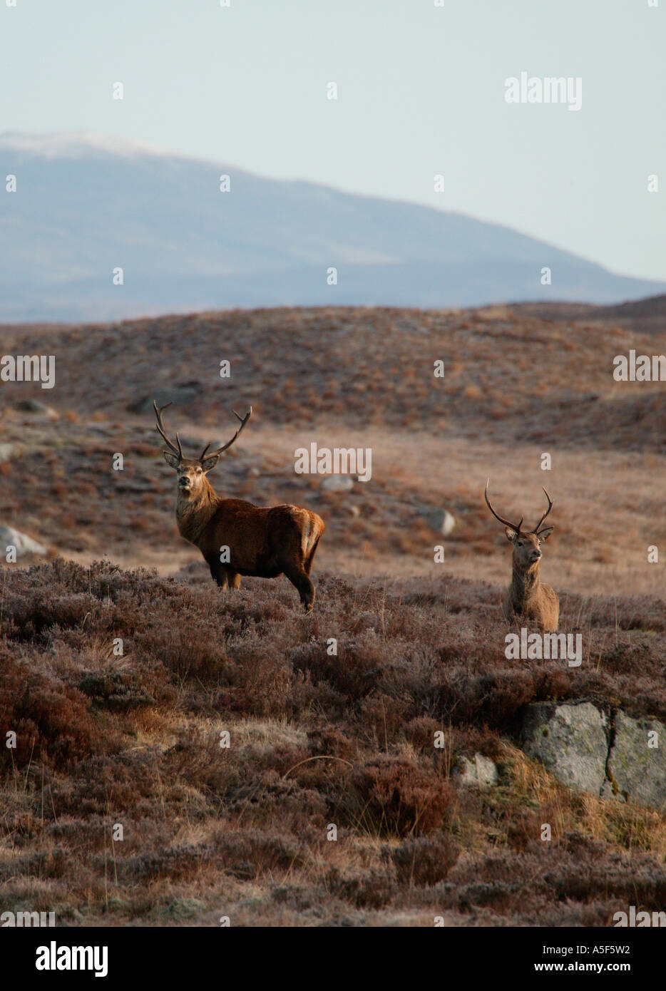 Uk stags hi-res stock photography and images - Alamy