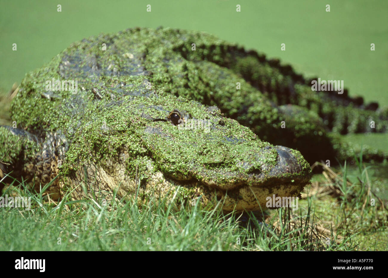 Alligator covered in duck weed appears ready to attack Stock Photo - Alamy