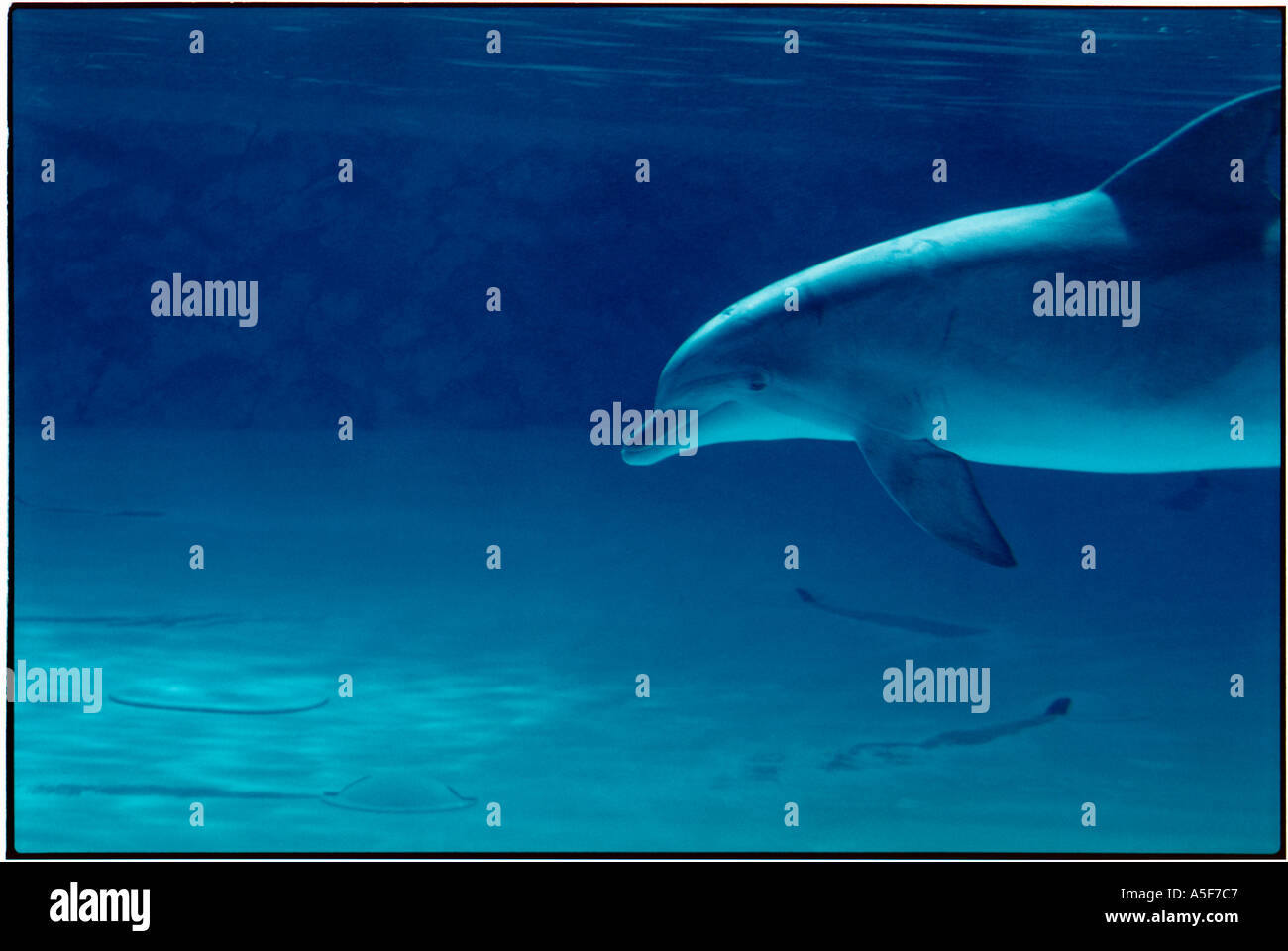 Dolphin in an aquarium Stock Photo - Alamy