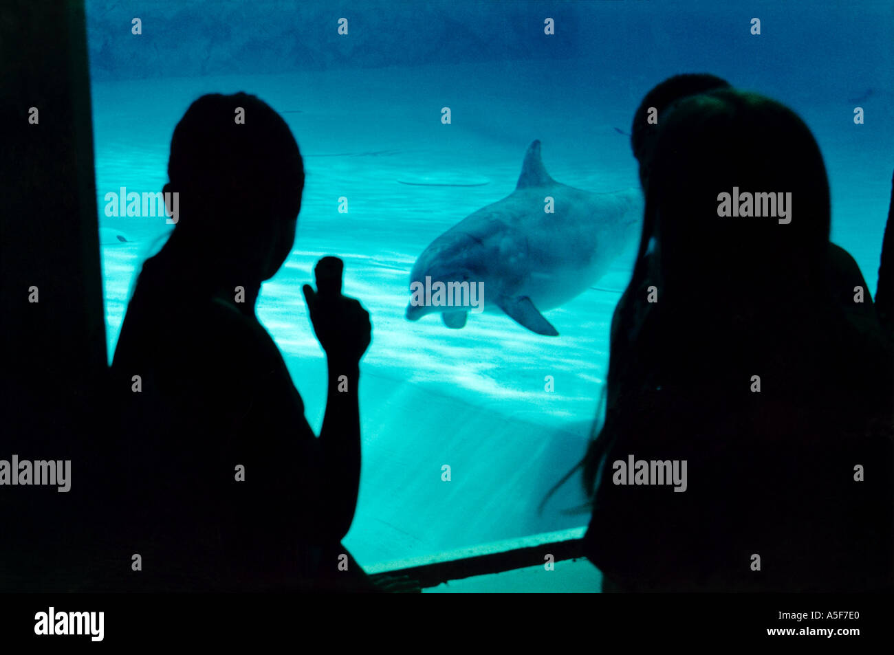 Visitors watch fish swim hi-res stock photography and images - Alamy