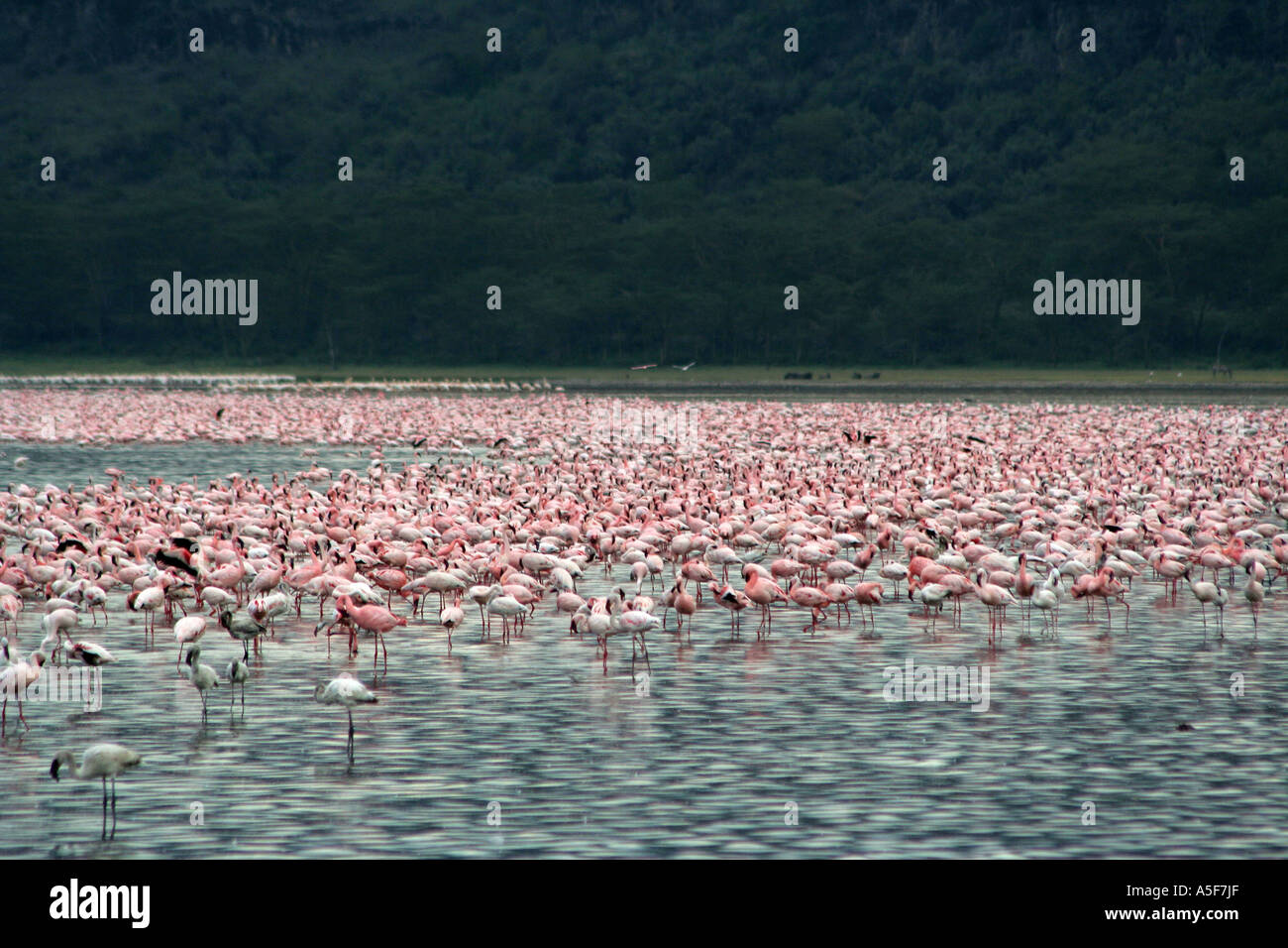 Flamingo aggregation, Lake Nakuru, Kenya Africa (pink) (Lesser Stock ...