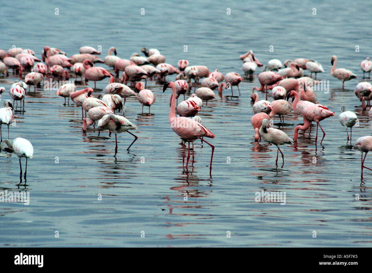 Africa flamingo hi-res stock photography and images - Alamy