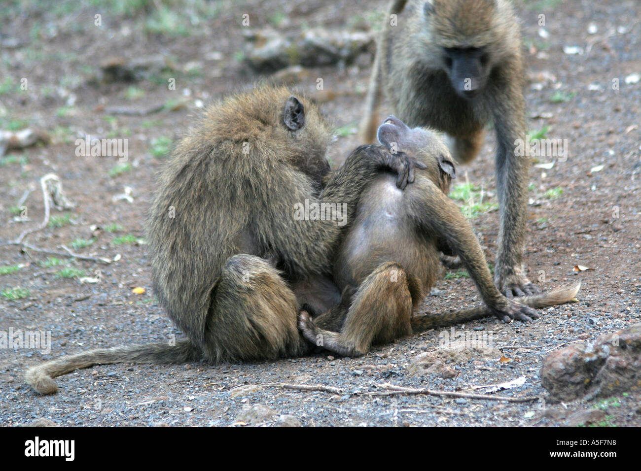 Olive Baboon Fighting