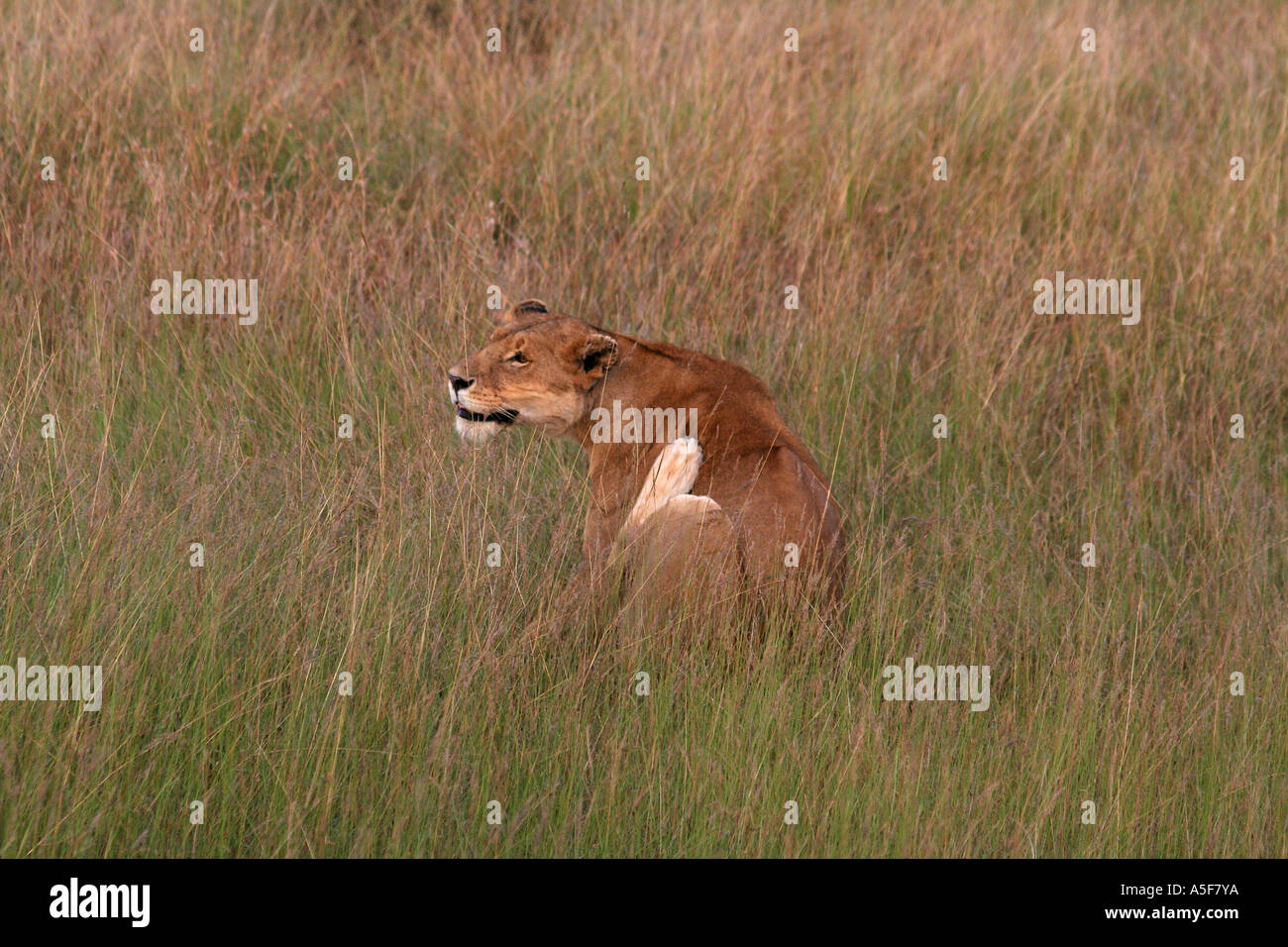 Lion scratch grass hi-res stock photography and images - Alamy