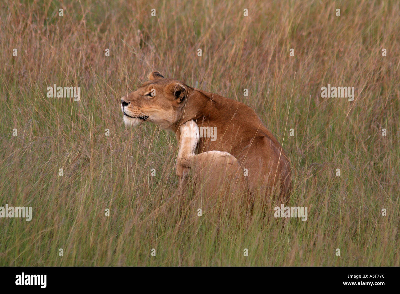 Lion scratch grass hi-res stock photography and images - Alamy