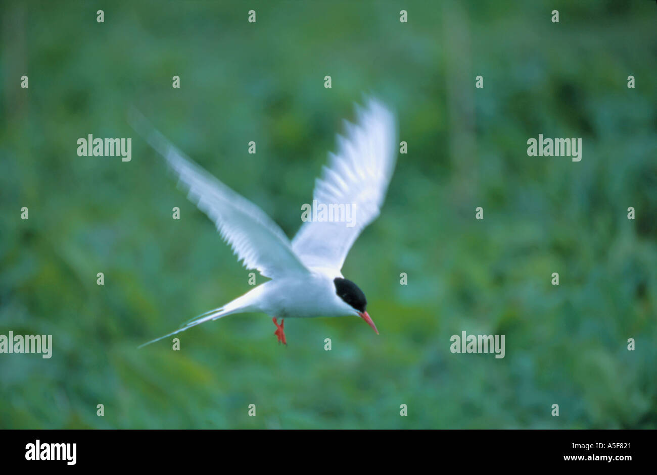 Arctic tern (Sterna paradisaea Stock Photo - Alamy