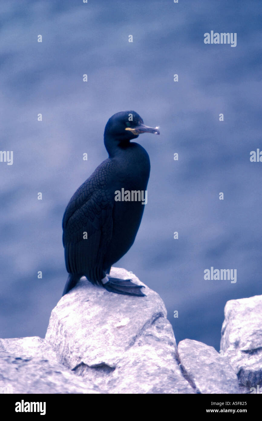 Shag head and crest phalacrocorax hi-res stock photography and images ...