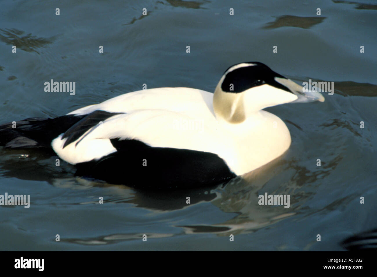 Swimming male Eider Duck (Somateria mollissima Stock Photo - Alamy