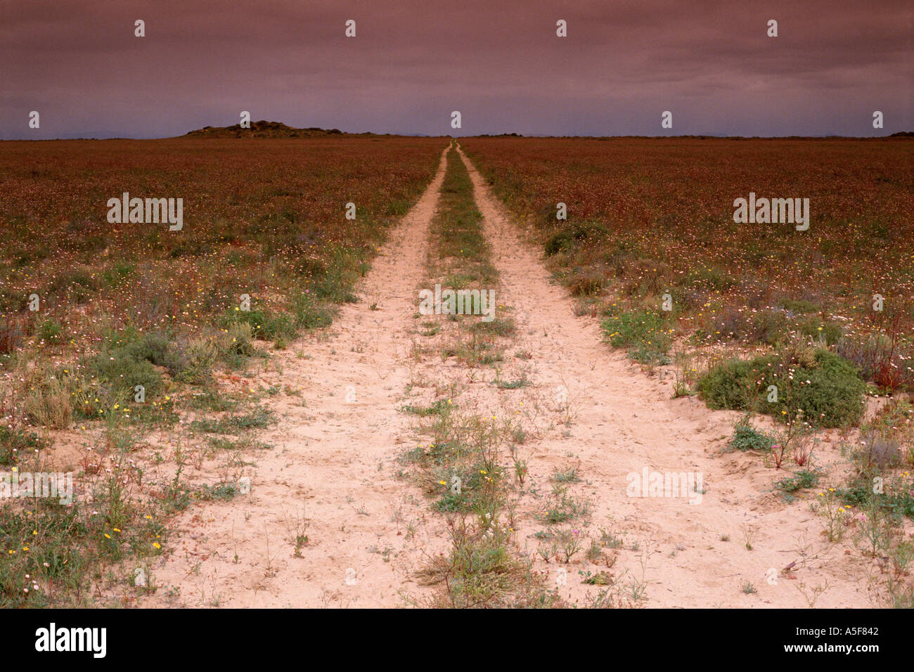 Straight dirt road leading toward the horizon in Baja Mexico Stock ...