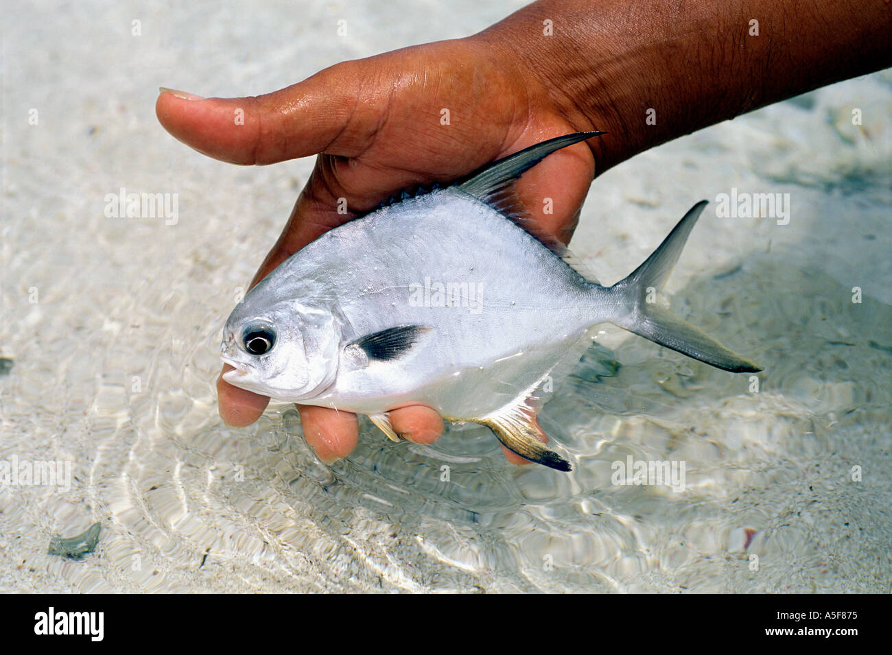 Permit Fish High Resolution Stock Photography and Images - Alamy