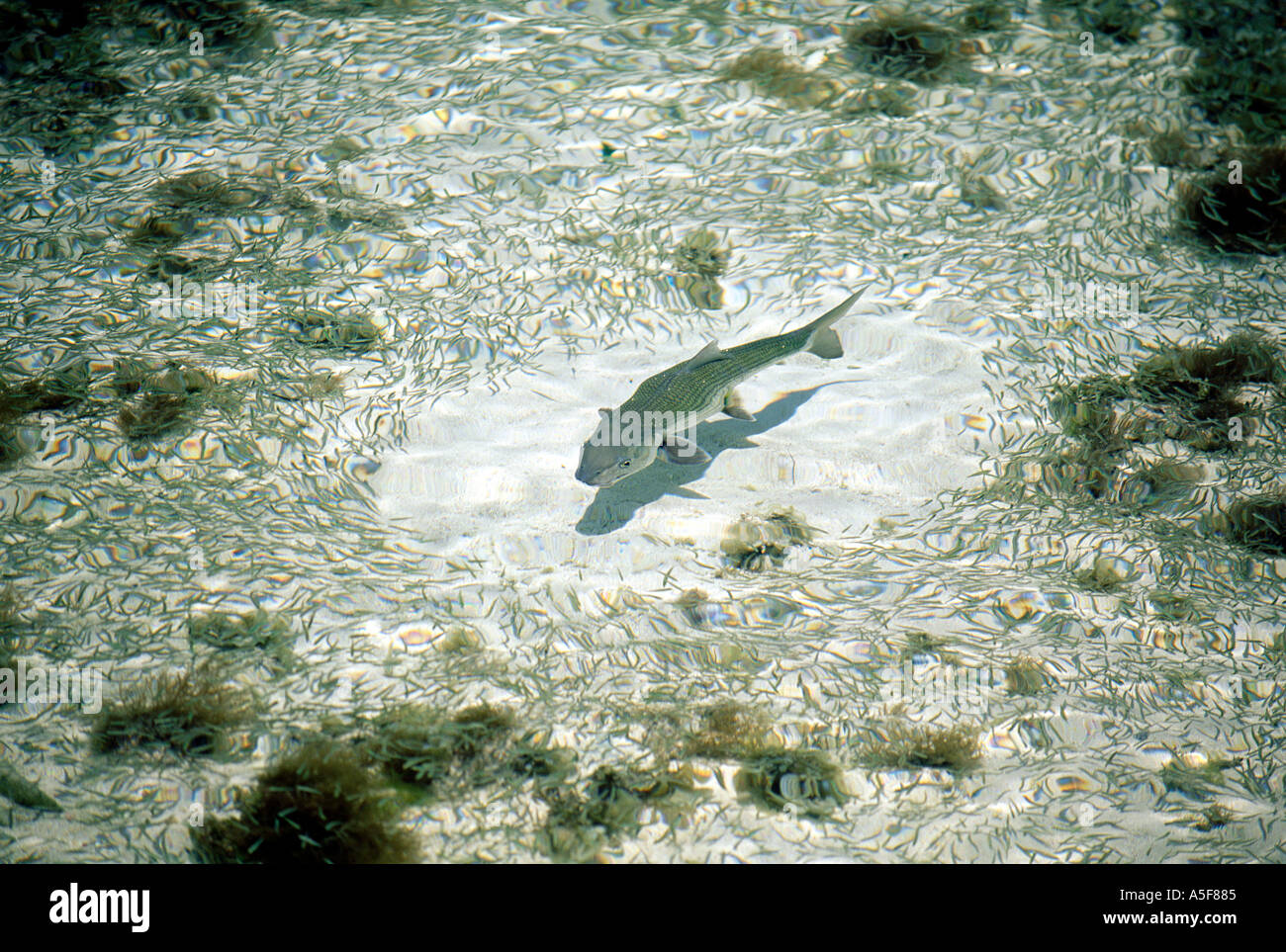 Bonefish swimming through school of small baitfish in Belize Central ...