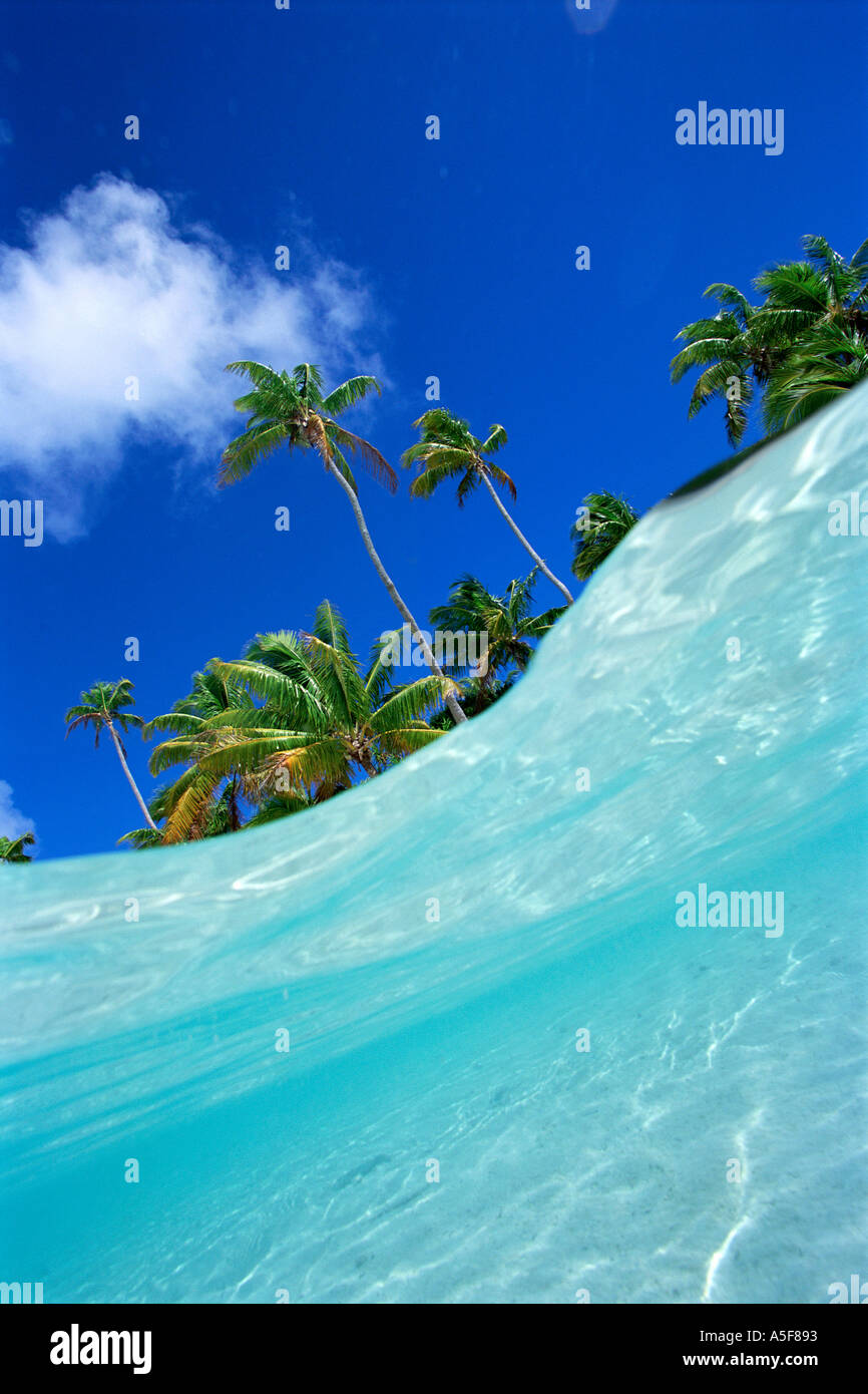 View of palm trees and sky from underwater in the Cook Islands Stock ...
