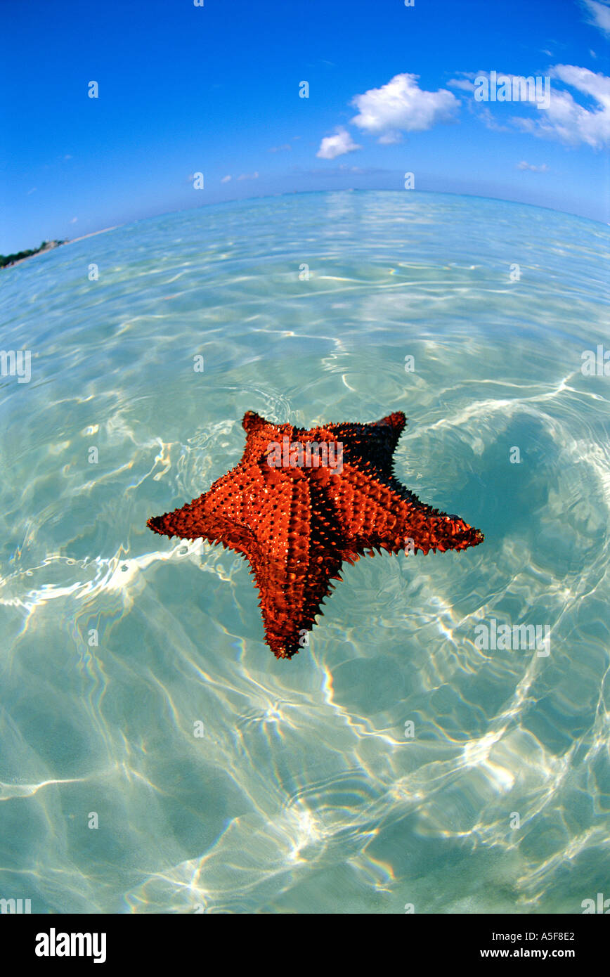 Red starfish in shallow tropical water Cancun Mexico Caribbean Stock ...