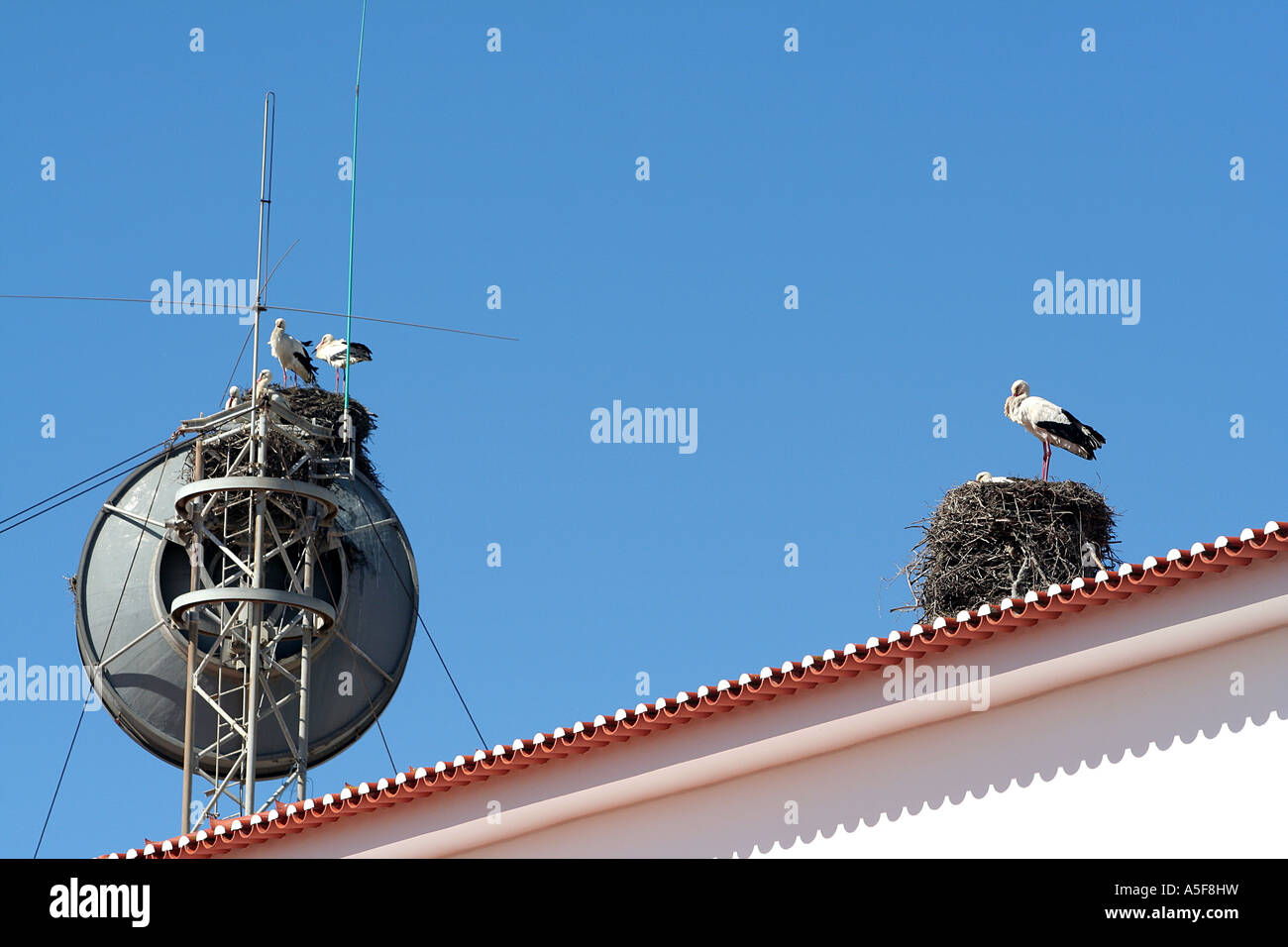 six white storks on rooftop in their nests Faro Algarve Portugal Stock ...